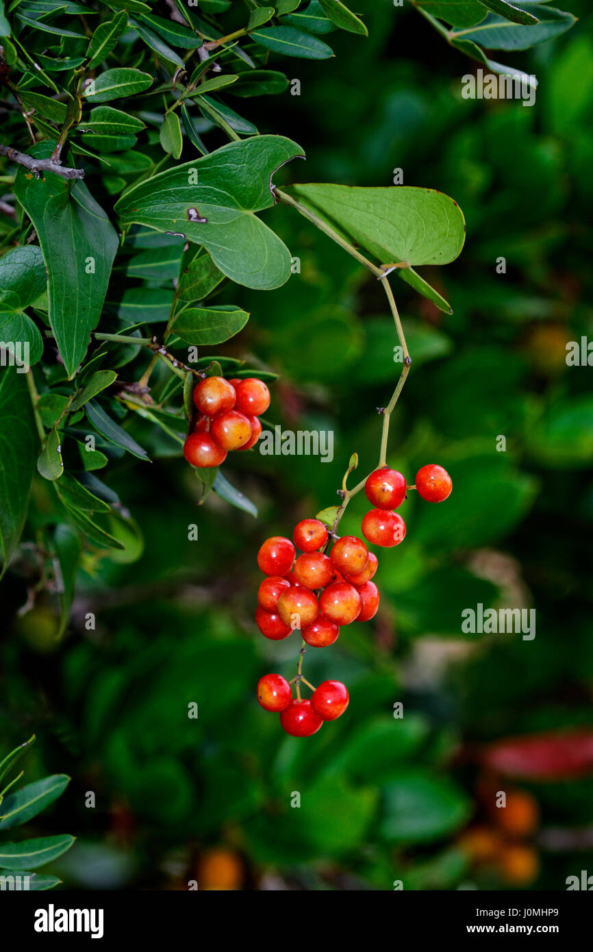 Black bryony dioscorea communis hi-res stock photography and images - Alamy