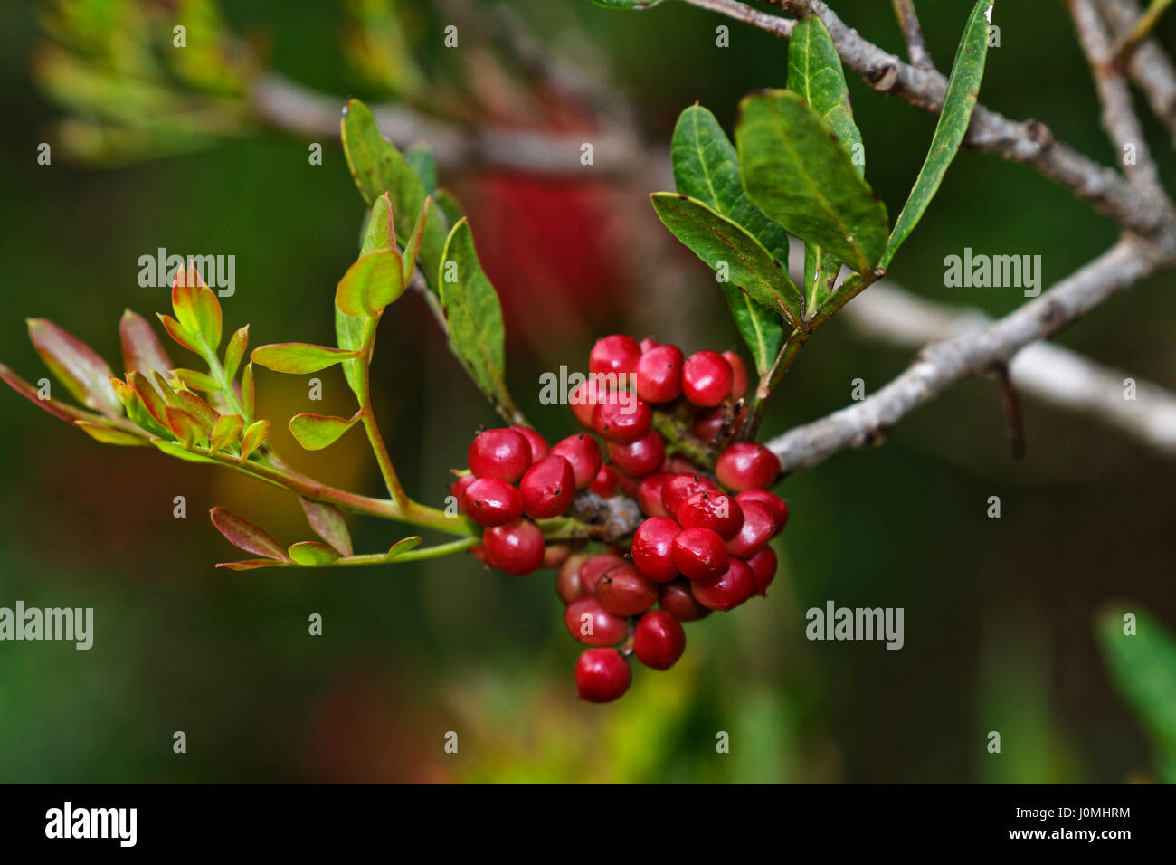 The berry of the mastic fruit on Mljet island, Croatia Stock Photo - Alamy