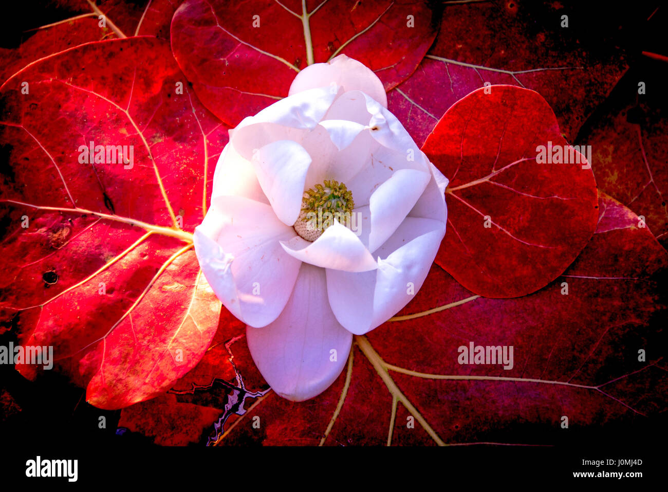 White Magnolia Flower Red Background Leaf Stock Photo - Alamy
