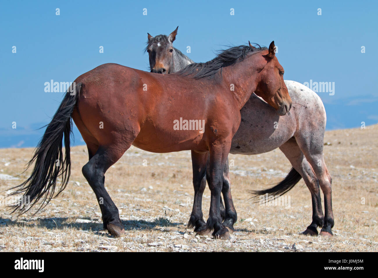 Erdbeer-Roan-Mustang