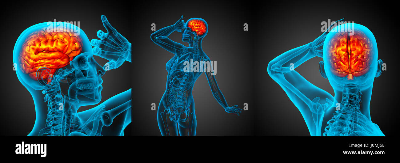 3d rendering medical illustration of the human brain Stock Photo - Alamy