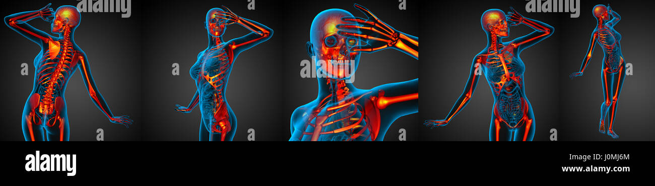 3D rendering medical illustration of the human skeleton Stock Photo - Alamy