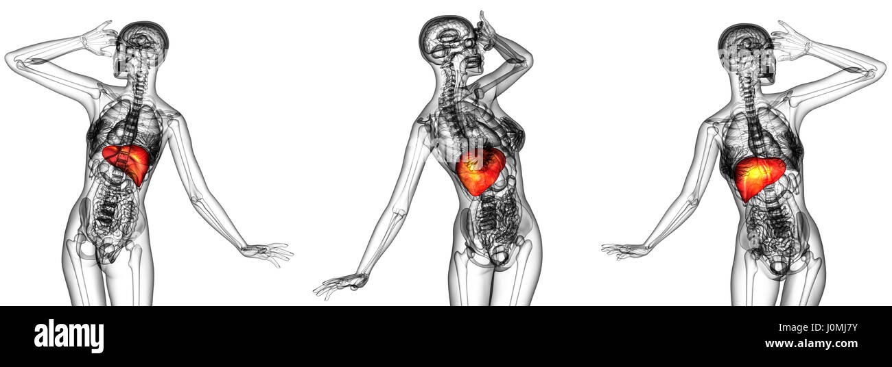 3d rendering medical illustration of the human liver Stock Photo - Alamy