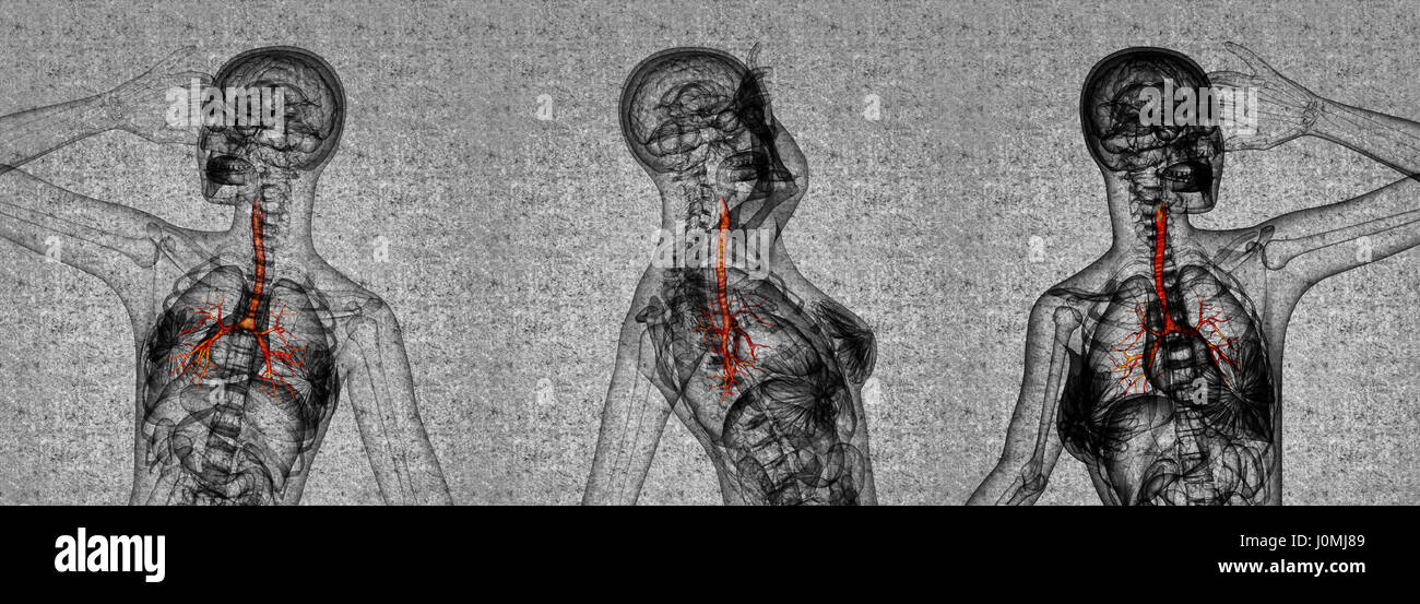 3D rendering medical illustration of the male bronchi Stock Photo - Alamy