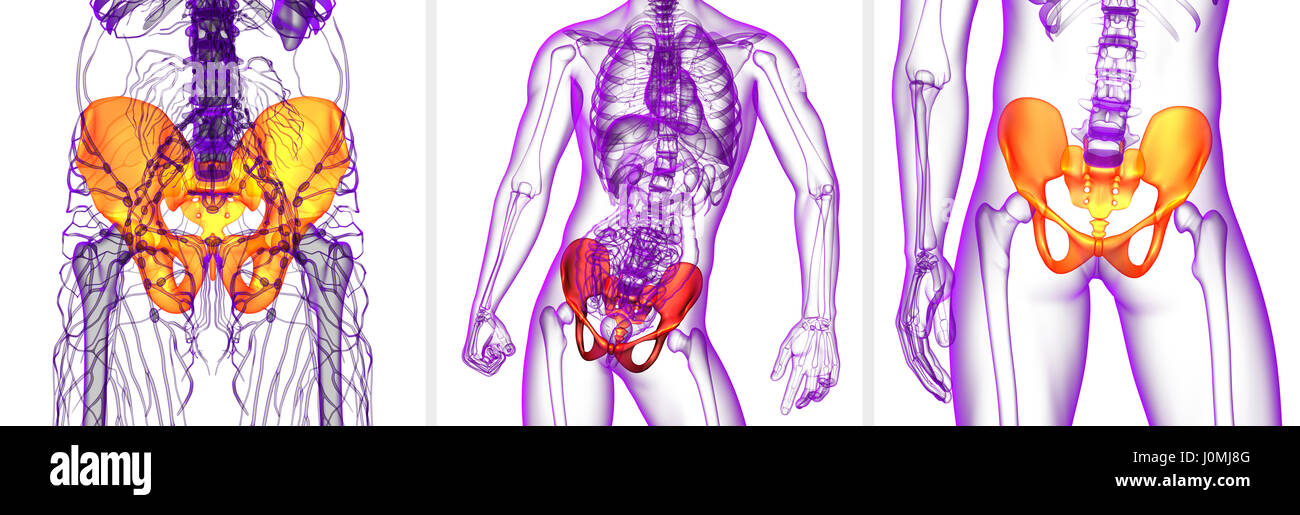 3D rendering medical illustration of the pelvis bone Stock Photo - Alamy