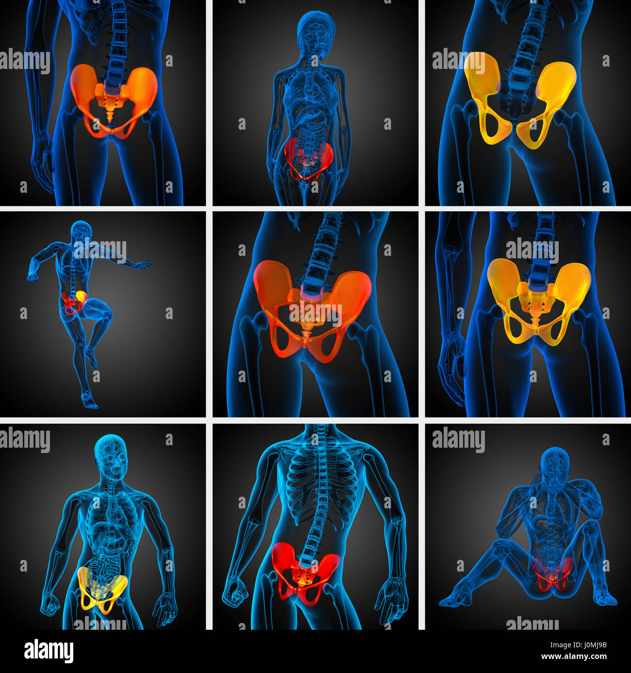 3D rendering medical illustration of the pelvis bone Stock Photo - Alamy