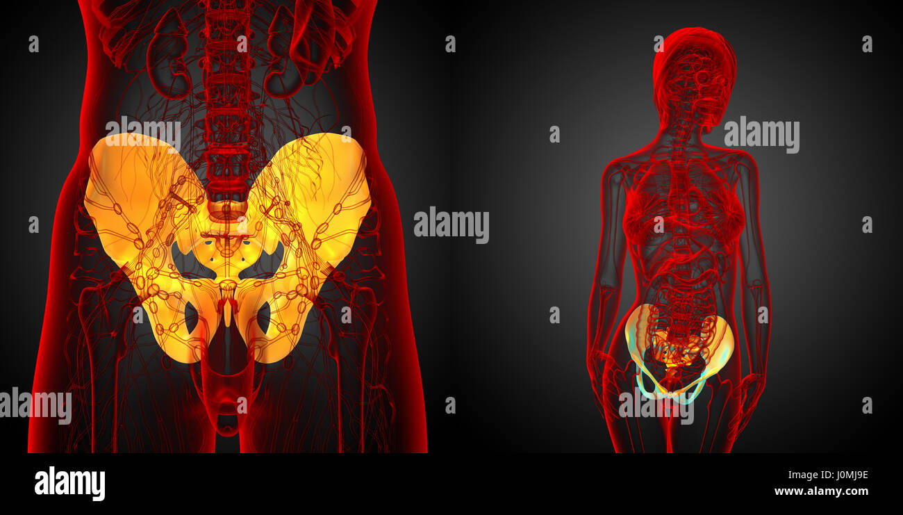 3D rendering medical illustration of the pelvis bone Stock Photo - Alamy