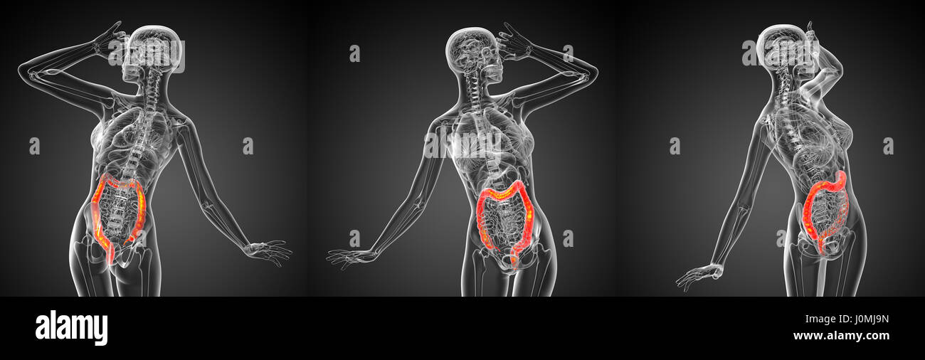 Large intestine and bladder hi-res stock photography and images - Alamy