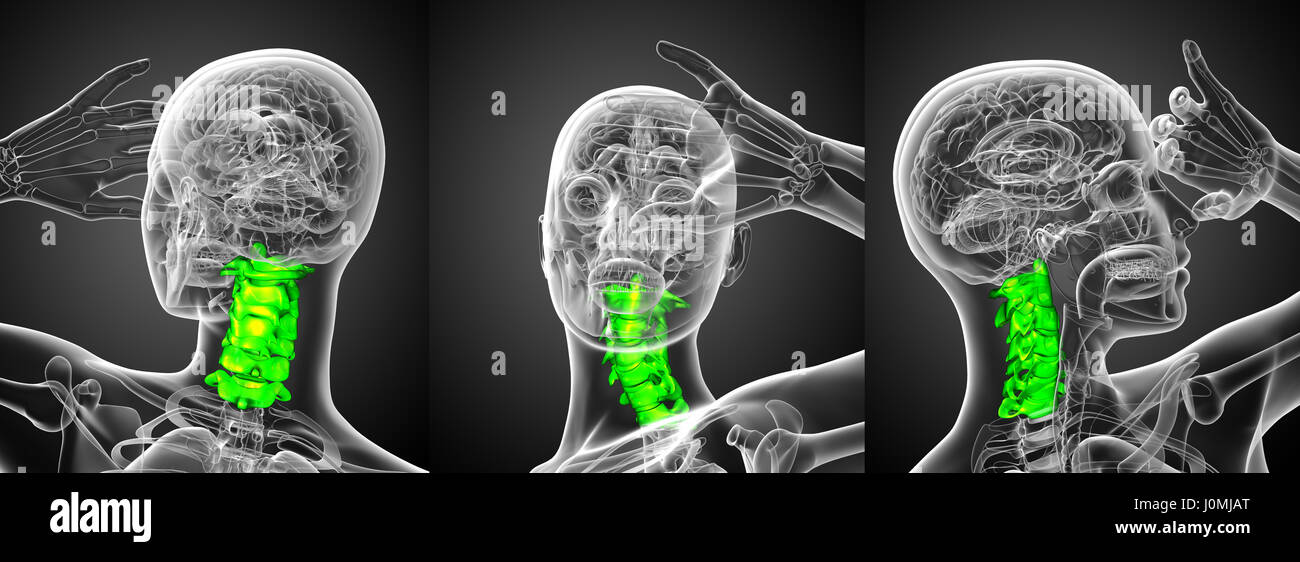 3d rendering medical illustration of the cervical spine Stock Photo - Alamy