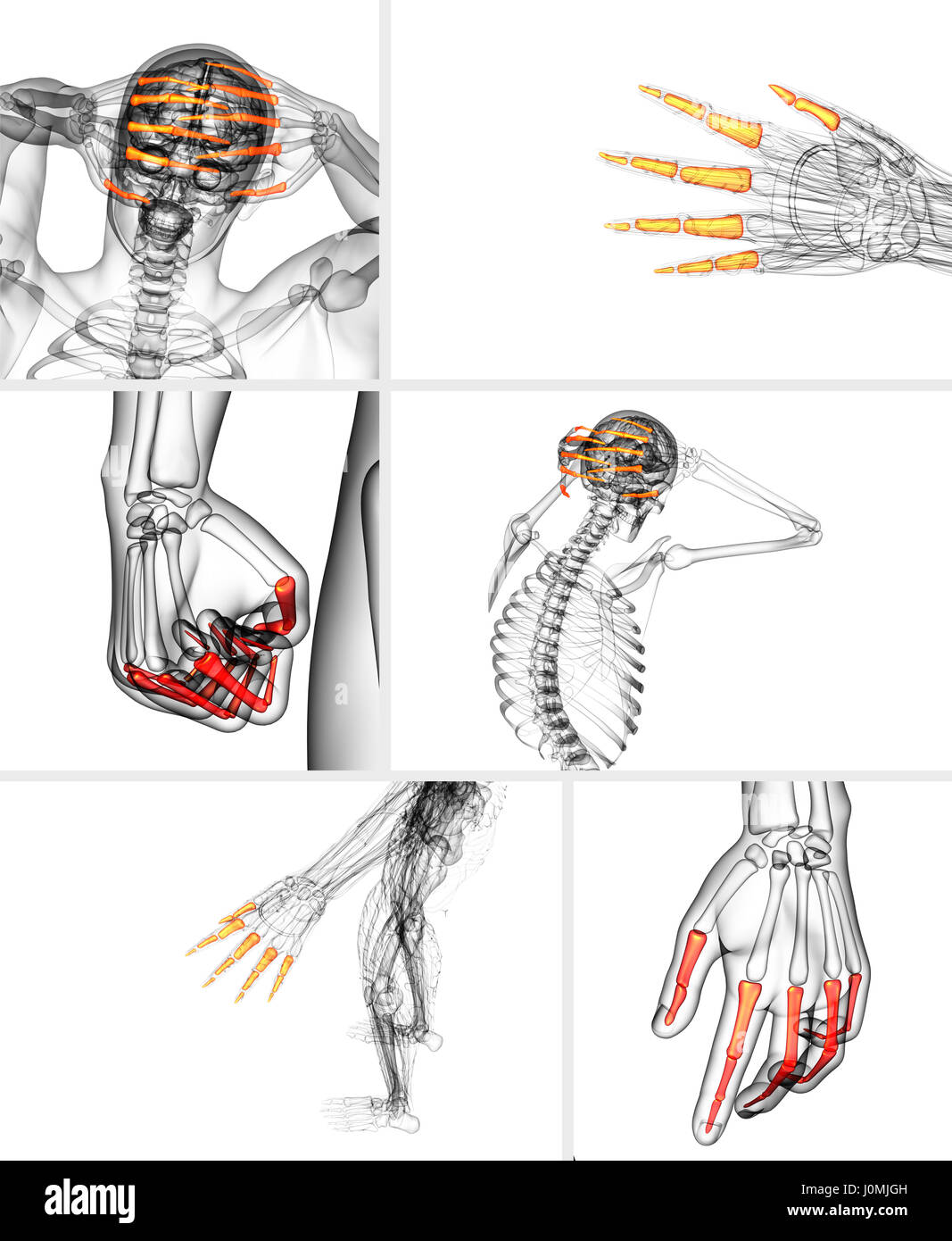 3d rendering illustration of the human phalanges hand Stock Photo - Alamy