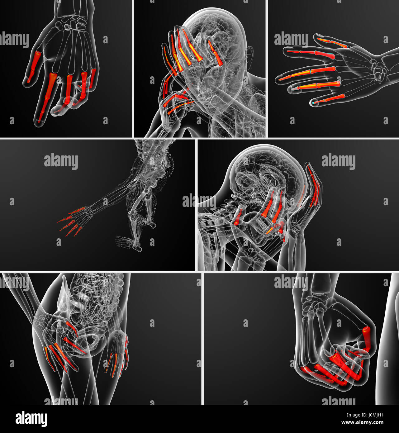 3d rendering illustration of the human phalanges hand Stock Photo - Alamy