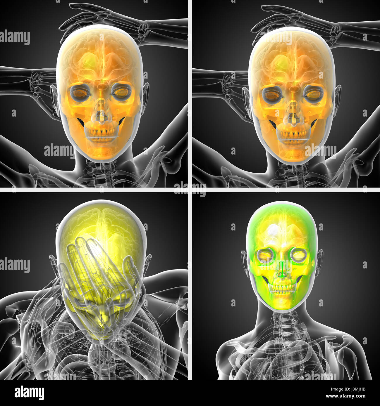 3d rendering medical illustration of the skull Stock Photo - Alamy