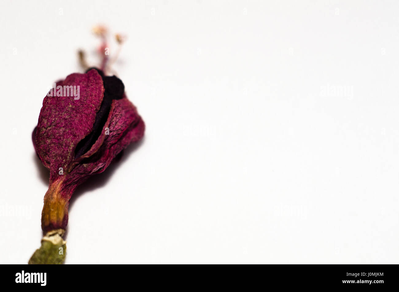 Velvet flower hi-res stock photography and images - Alamy