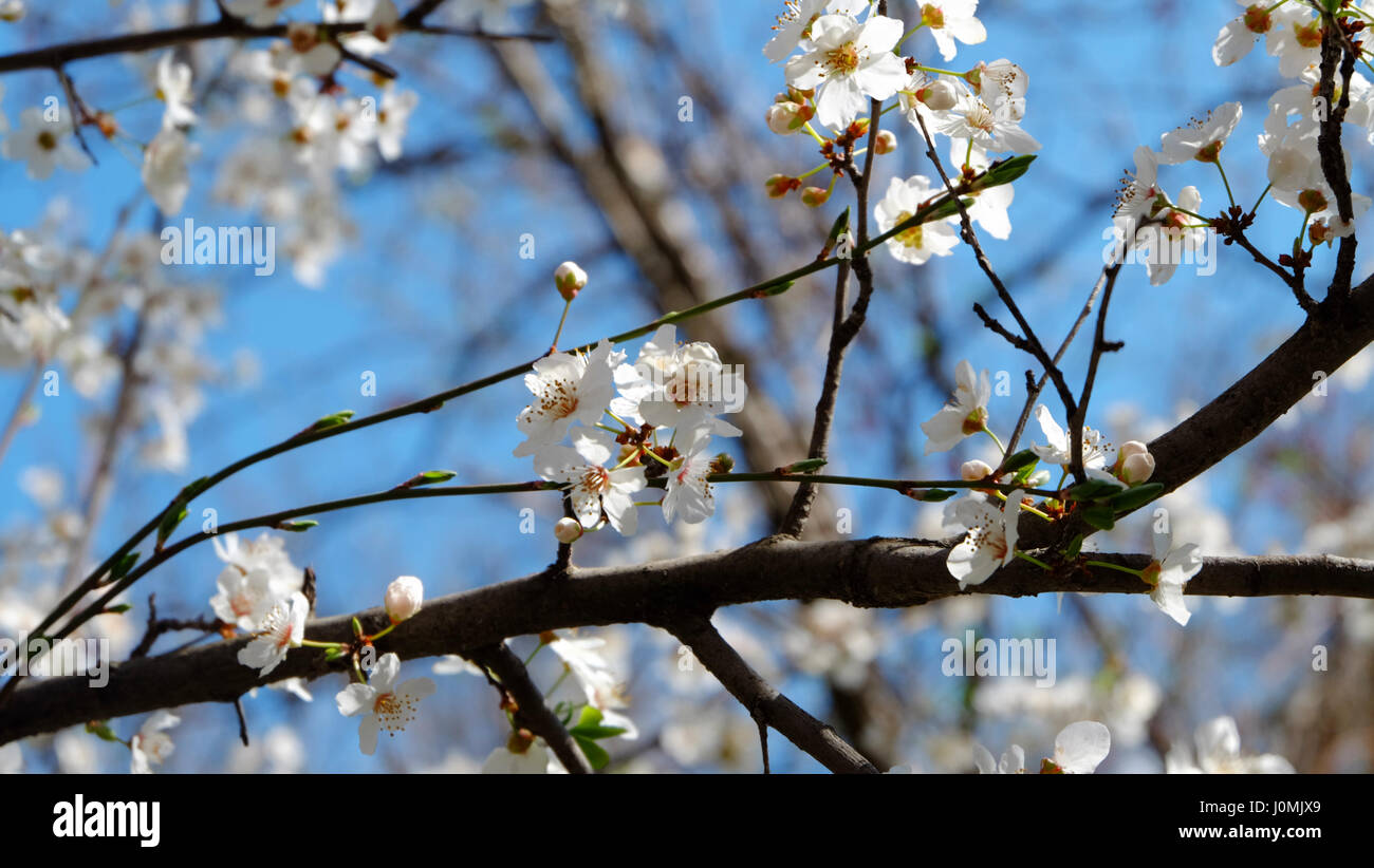 New life in Spring Stock Photo - Alamy