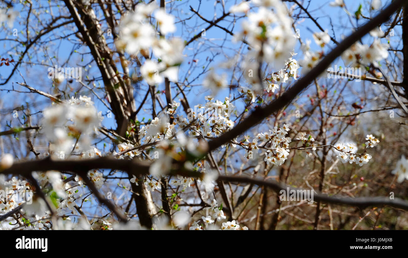 New life in Spring Stock Photo - Alamy