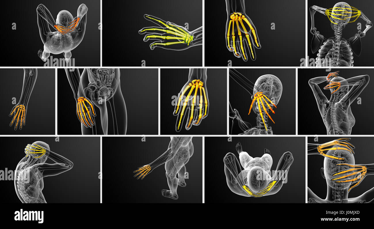 3d rendering illustration of the skeleton hand Stock Photo - Alamy