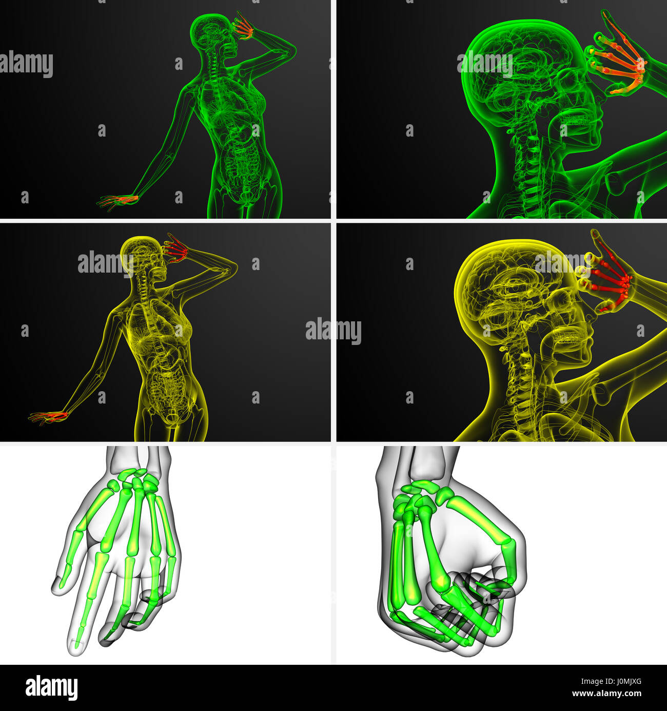 3d rendering illustration of the skeleton hand Stock Photo - Alamy