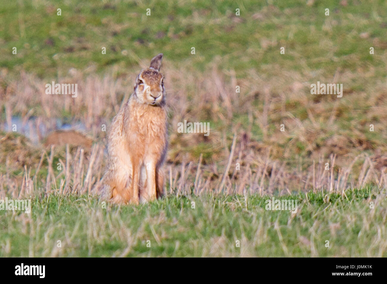 A wild Short Eared Owl and Hare enjoy the brief early morning sunshine ...
