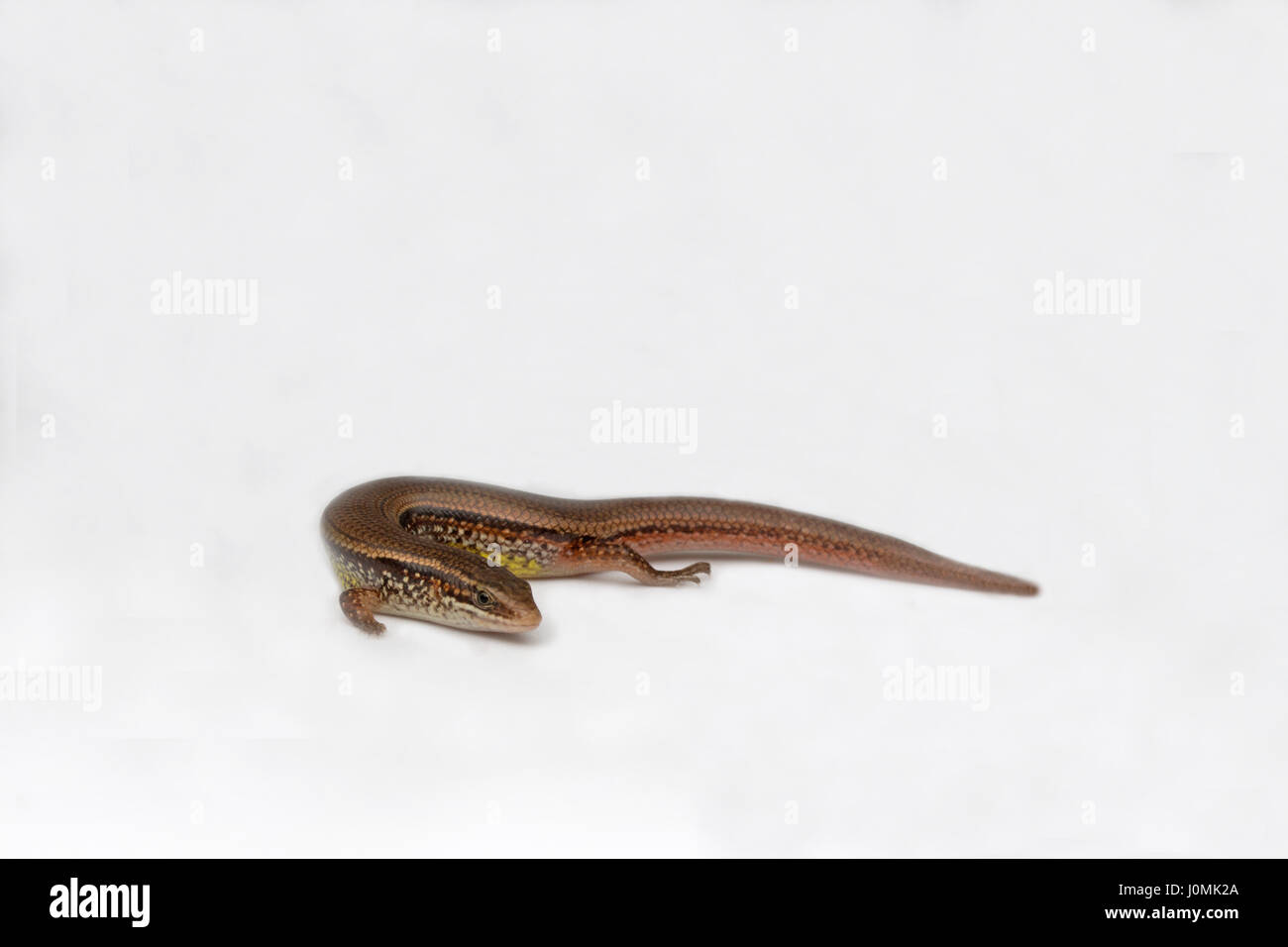 Reptiles of south east asia hi-res stock photography and images - Alamy