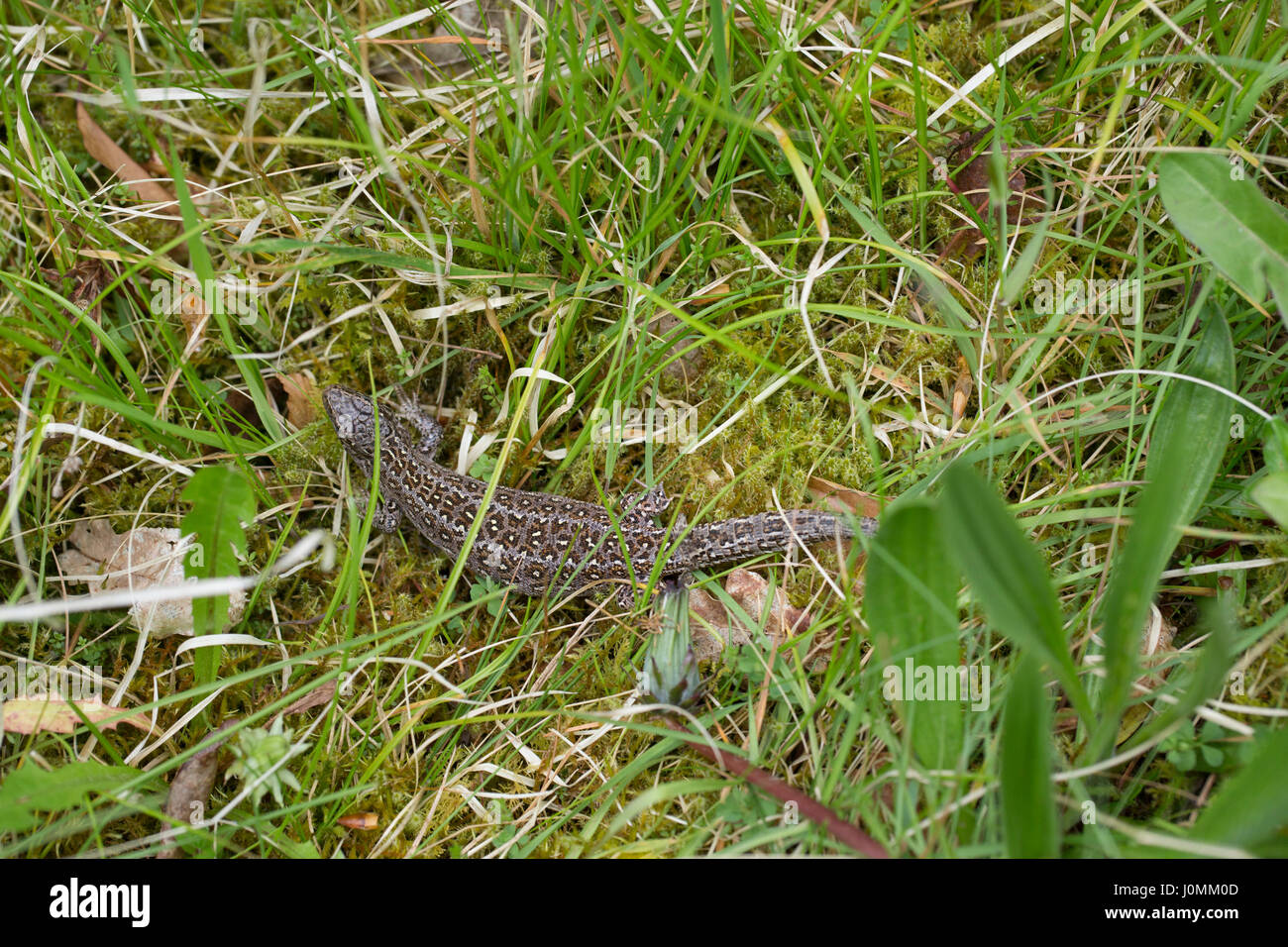 Female sand lizard hi-res stock photography and images - Alamy