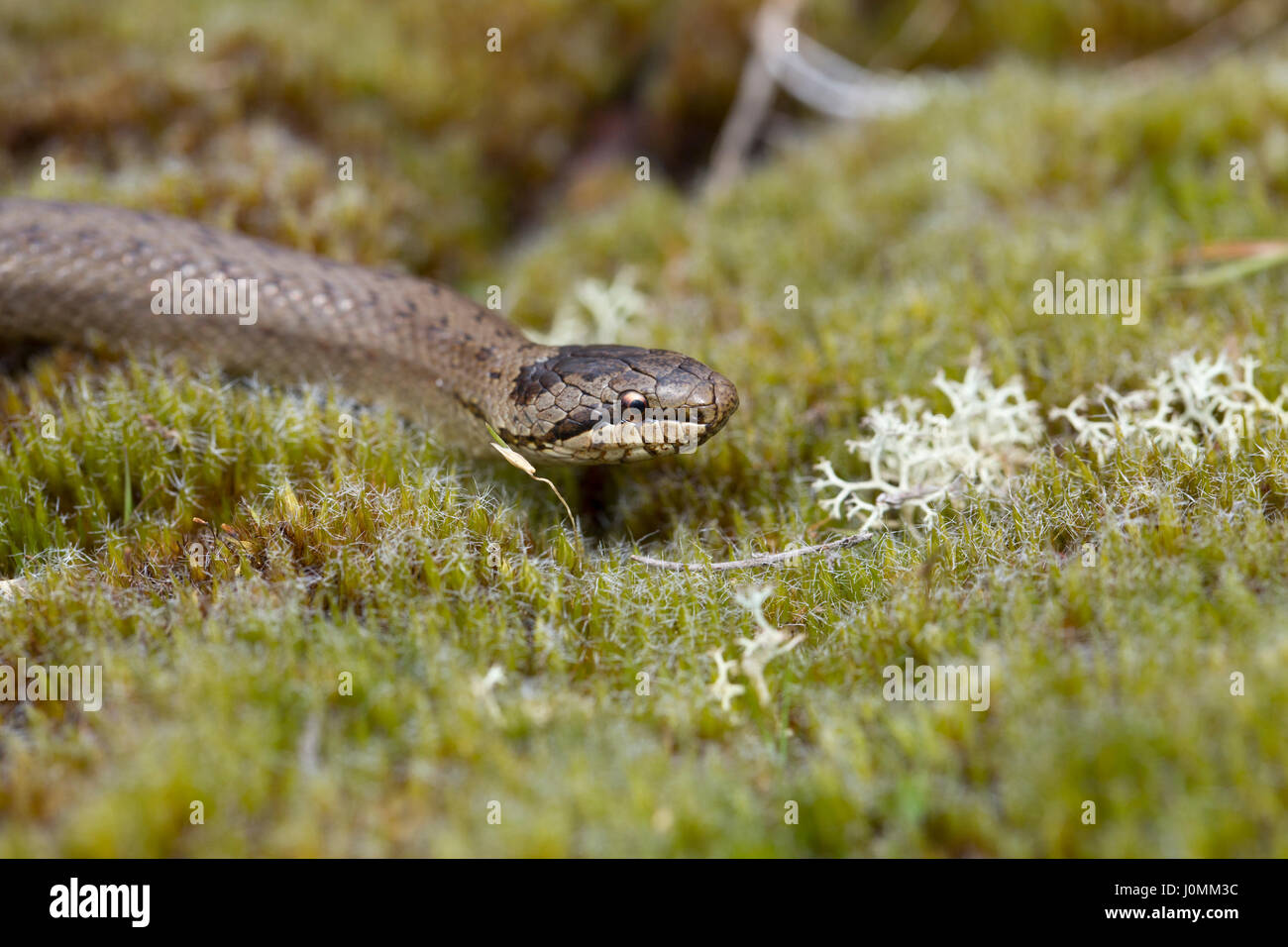 Smooth head hi-res stock photography and images - Alamy