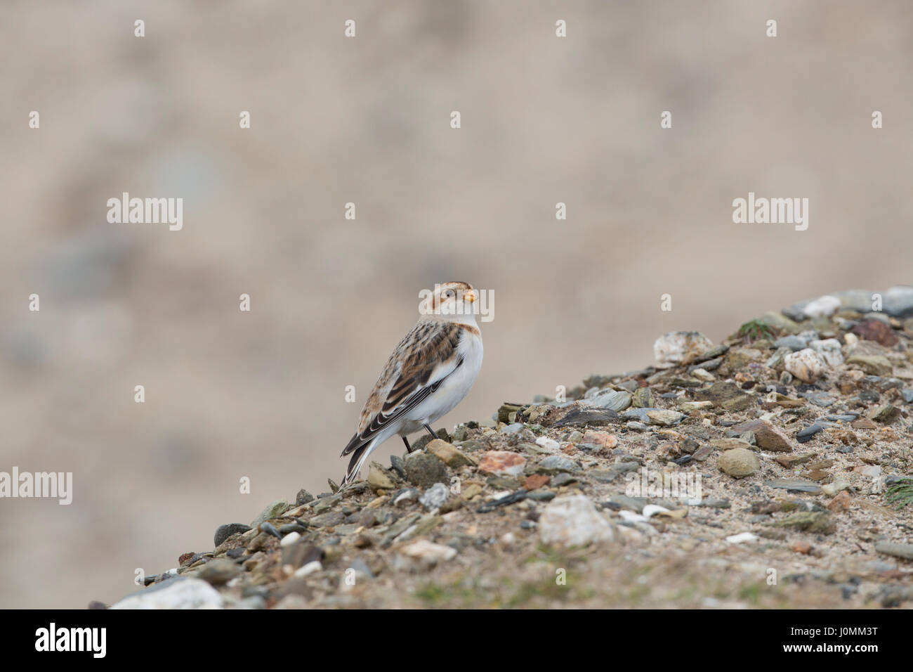 Winter male snow bunting hi-res stock photography and images - Alamy