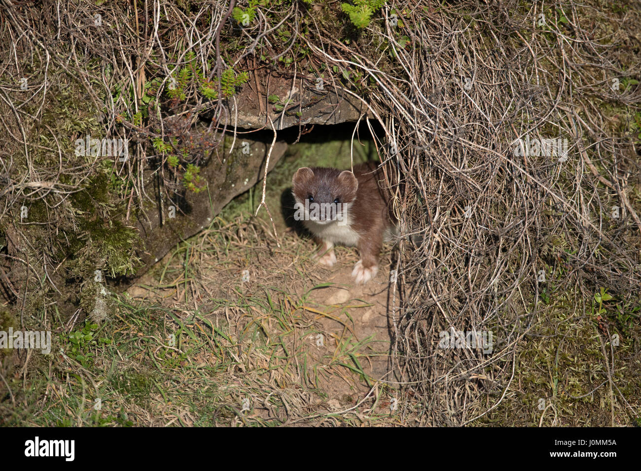 Stoat; Mustela erminea Single at Entrance to Den Yorkshire; UK Stock ...