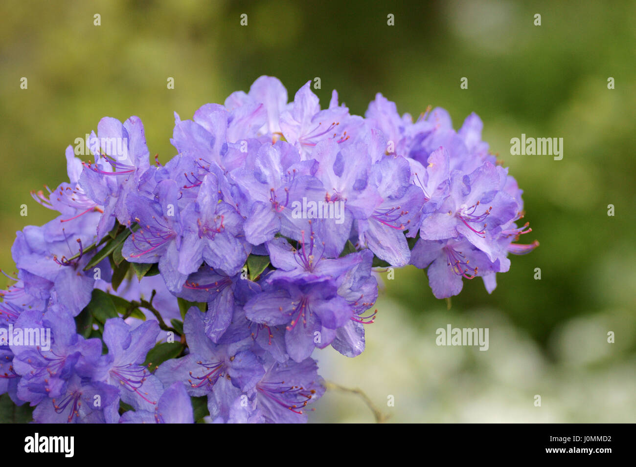 Breward hi-res stock photography and images - Alamy