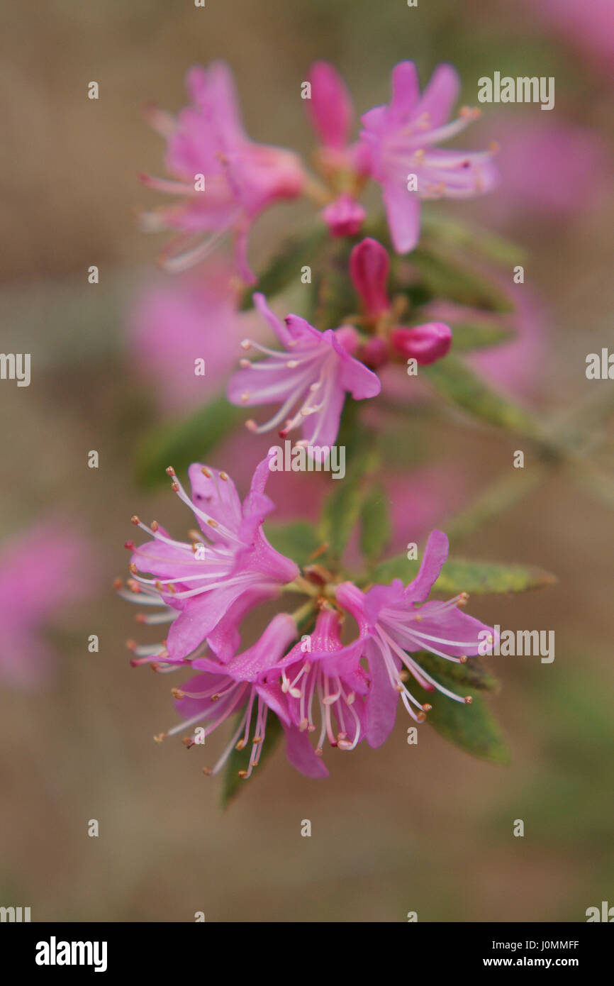 Rhododendron scabrifolium var. spiciferum Stock Photo - Alamy