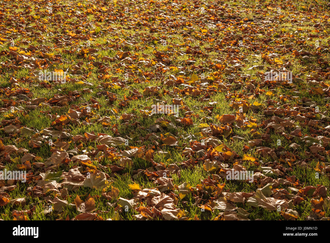 autumn dappled light through trees leaves on the ground Stock Photo - Alamy