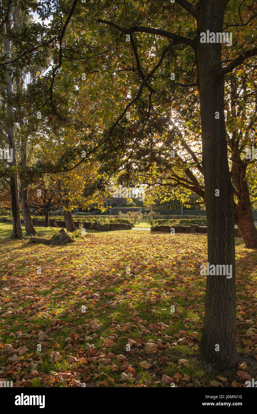 Light dappled leaves hi-res stock photography and images - Alamy