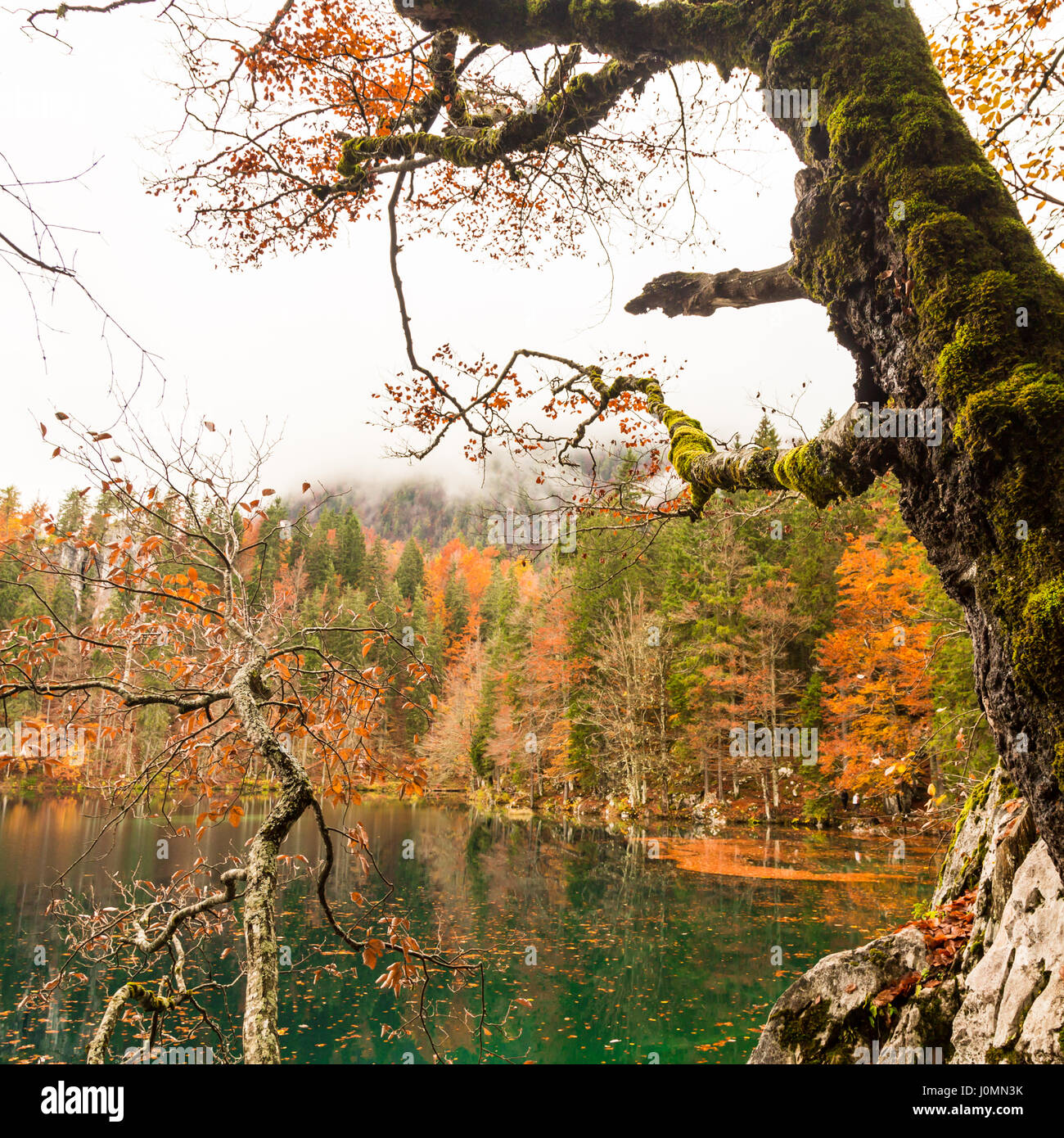 Fall in the italian alps in a misty day Stock Photo - Alamy