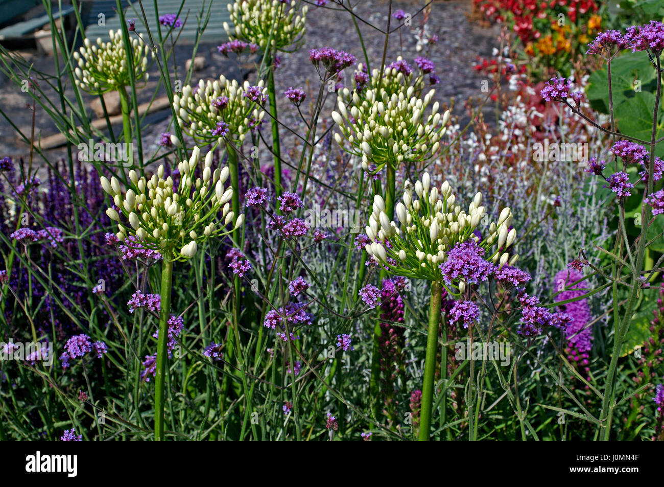 Detail of a garden border with Agapanthus and Vebena bonariensis Stock ...