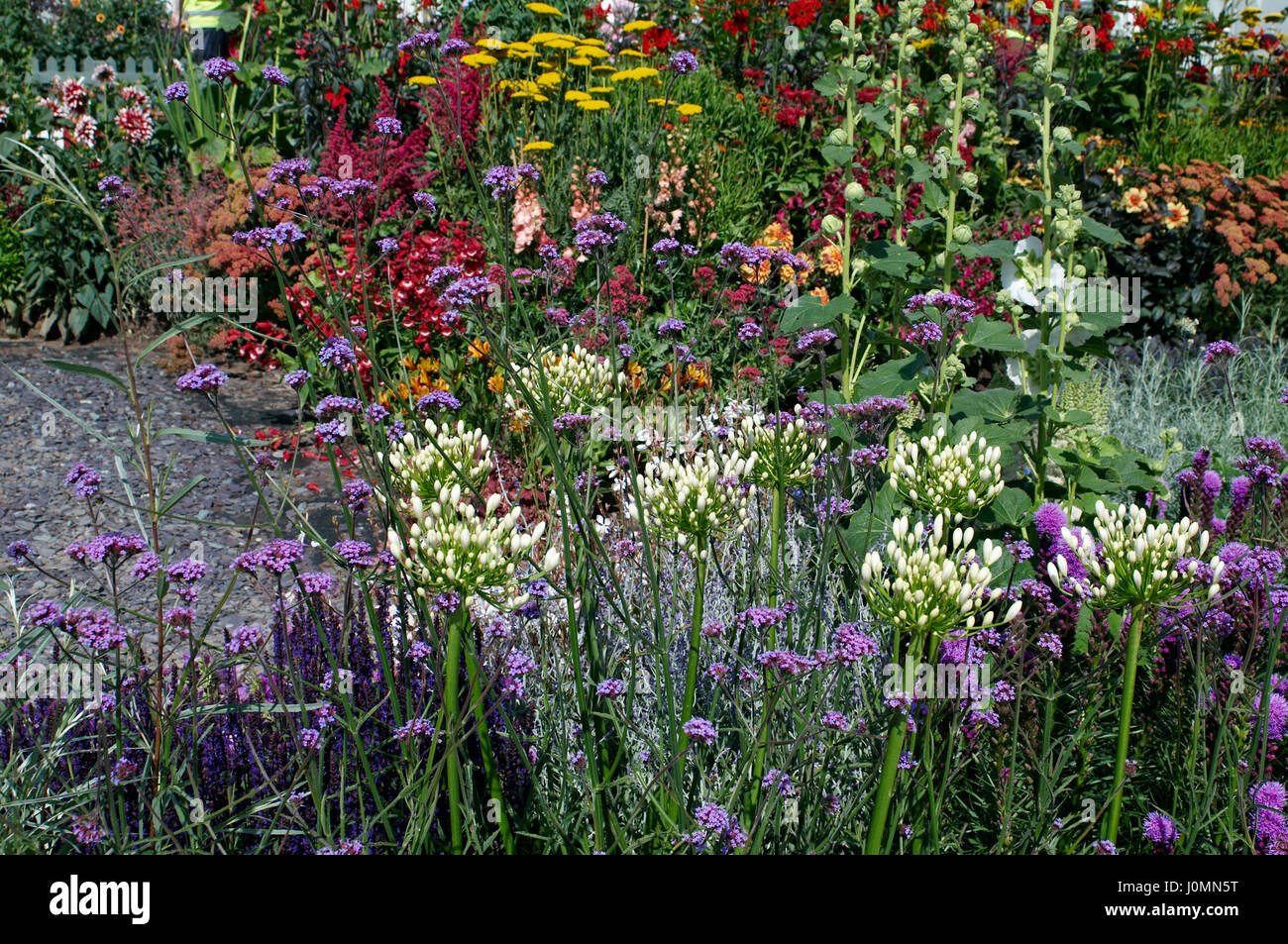 Detail of a mixed garden border Agapanthus, Vebena bonariensis and ...