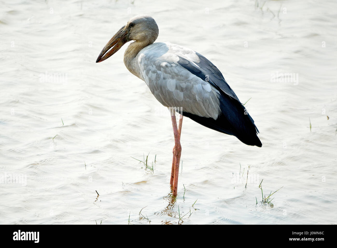 Open Bill Stork Stock Photos & Open Bill Stork Stock Images - Alamy