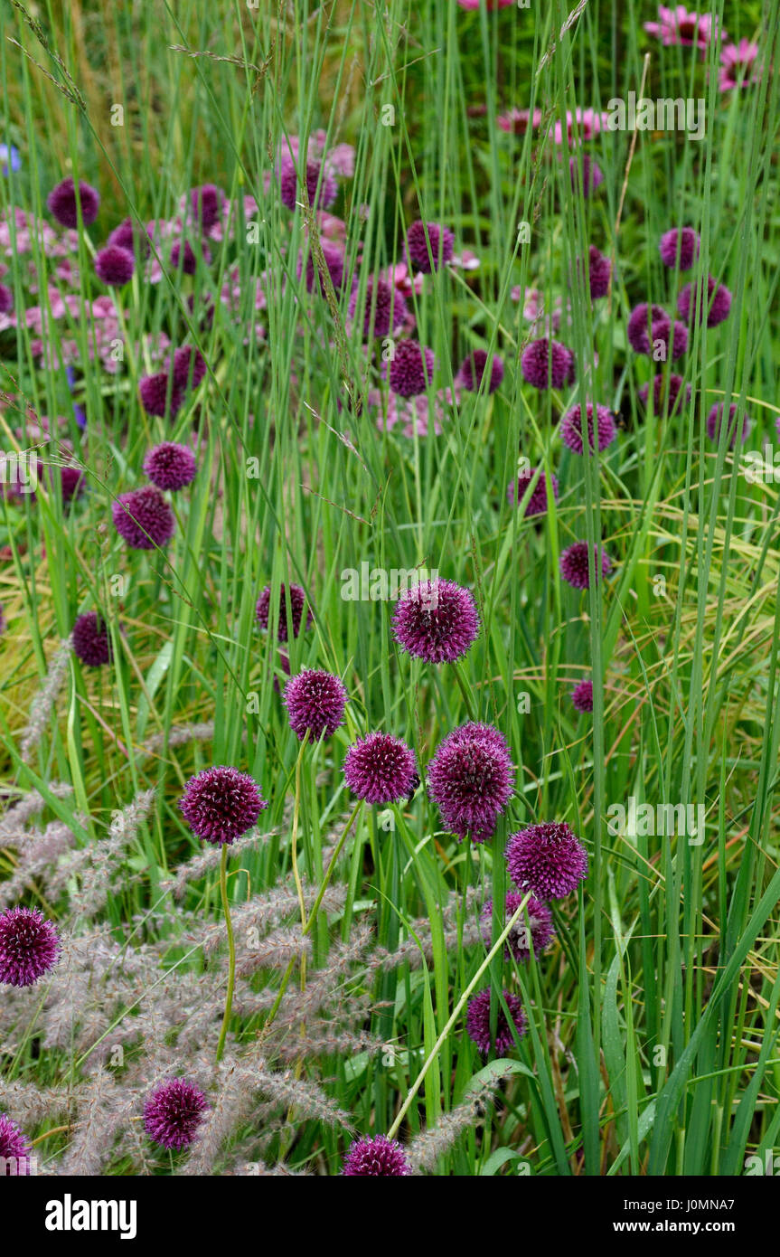 Detail of a mixed border with Allium and Grasses Stock Photo - Alamy