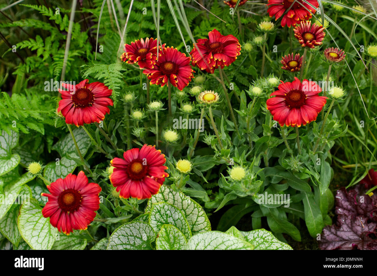 Gaillardia aristata border hi-res stock photography and images - Alamy