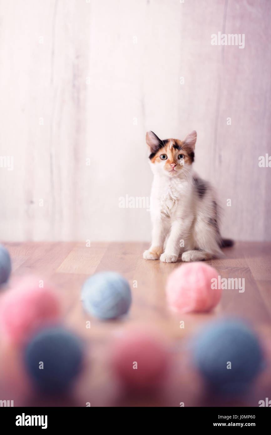 Little cat playing with wool toys Stock Photo - Alamy