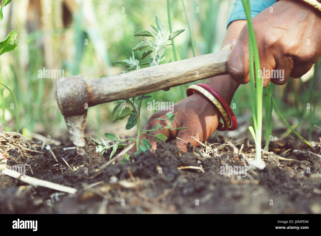 woman hands digging planting on farm Stock Photo - Alamy