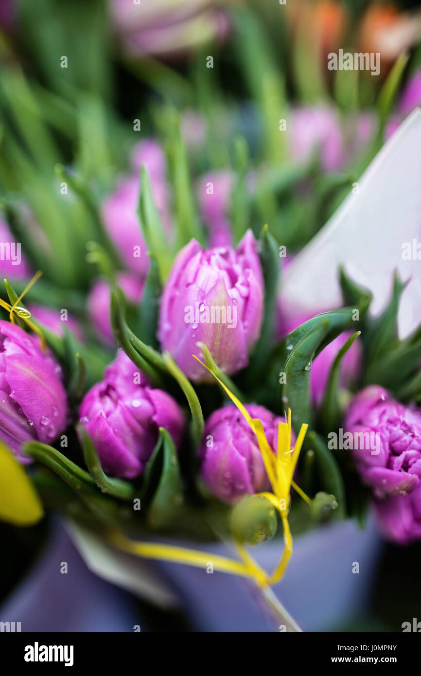 Tulips wedding anniversary flower hi-res stock photography and images ...