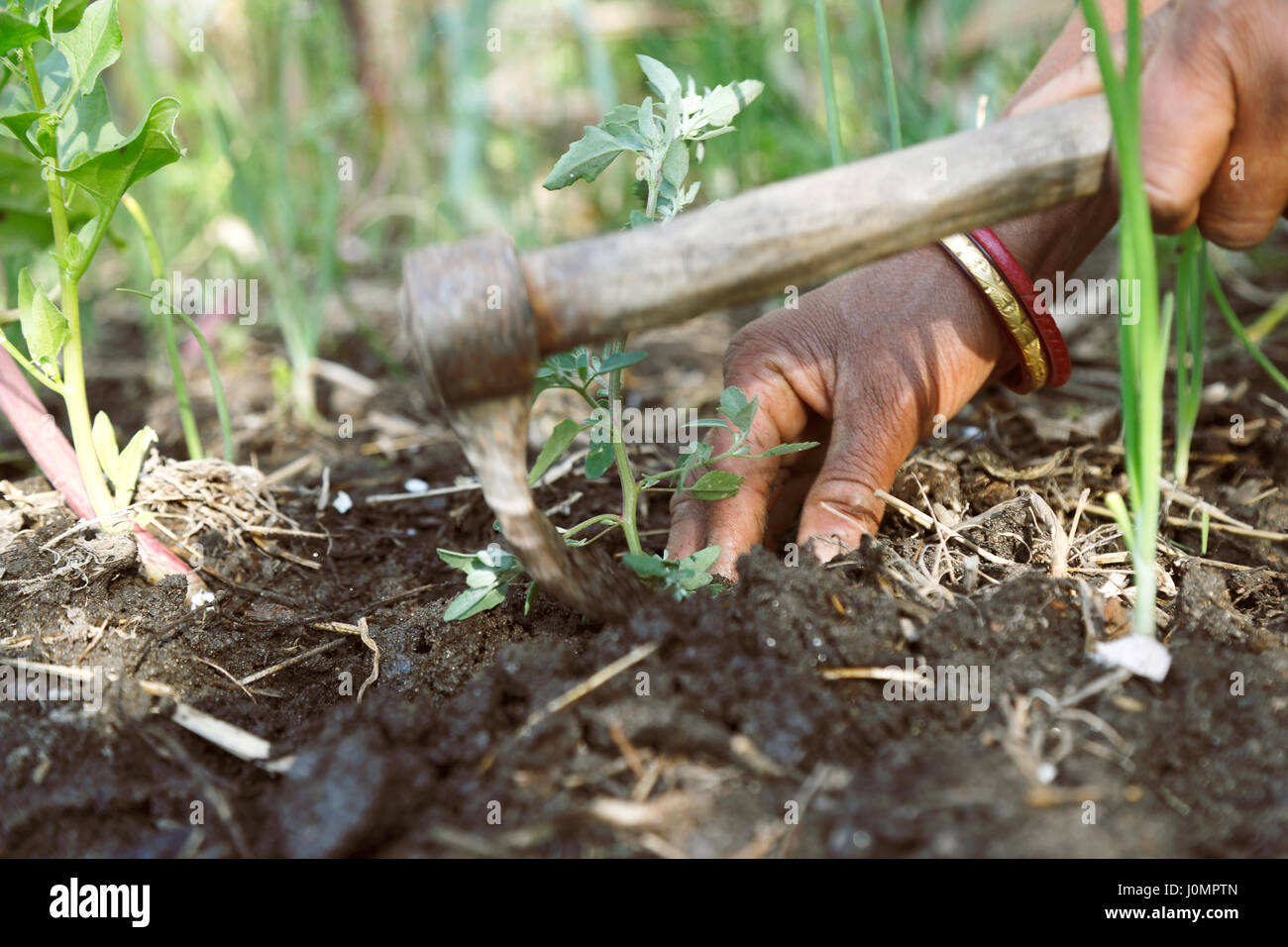 woman hands digging planting on farm Stock Photo - Alamy