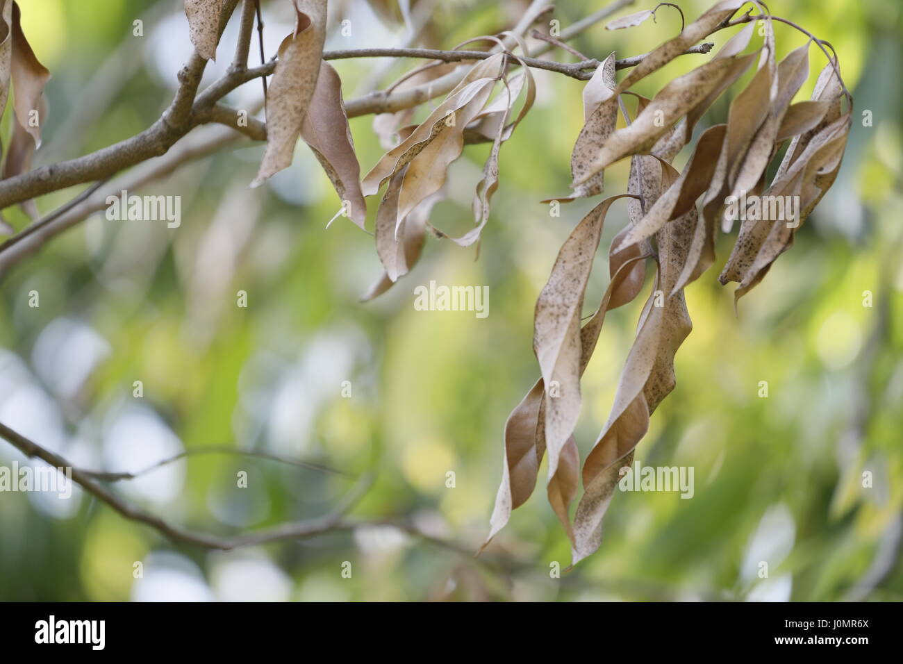 Dry nature hi-res stock photography and images - Alamy