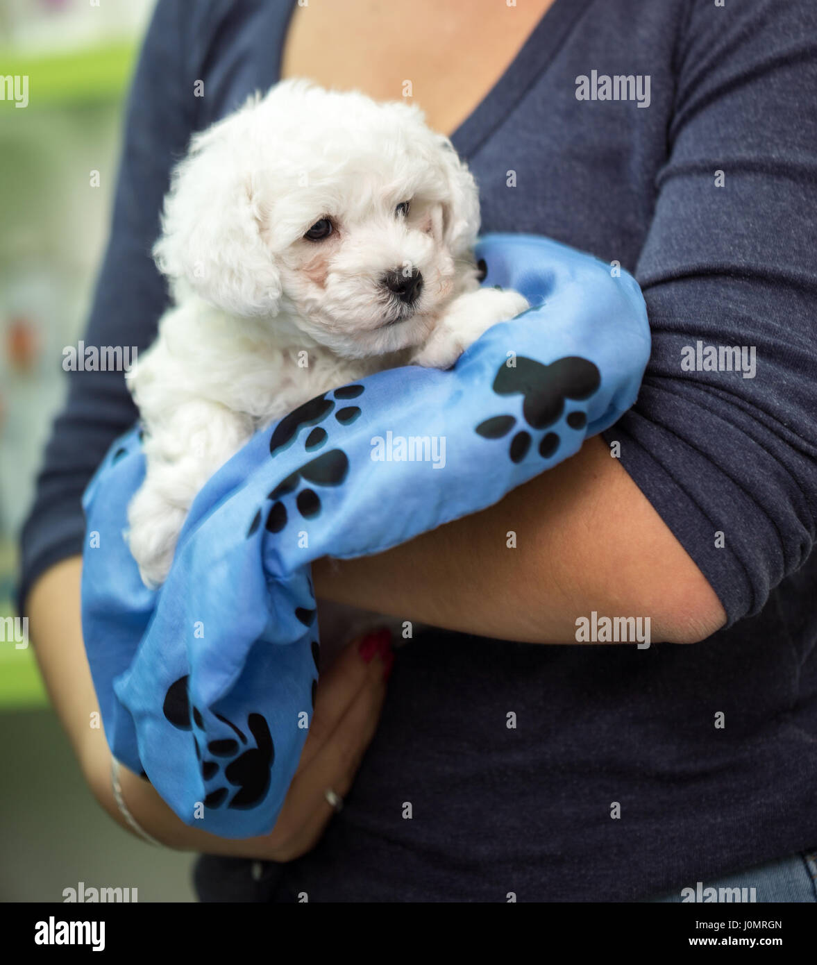 Maltese puppy hi-res stock photography and images - Alamy