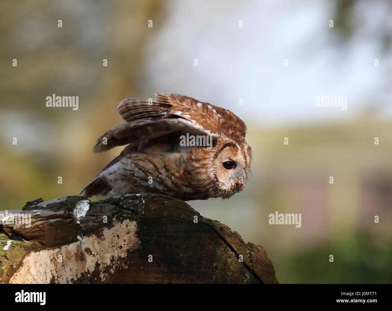 Close up of a Tawny Owl in flight in woodland Stock Photo - Alamy