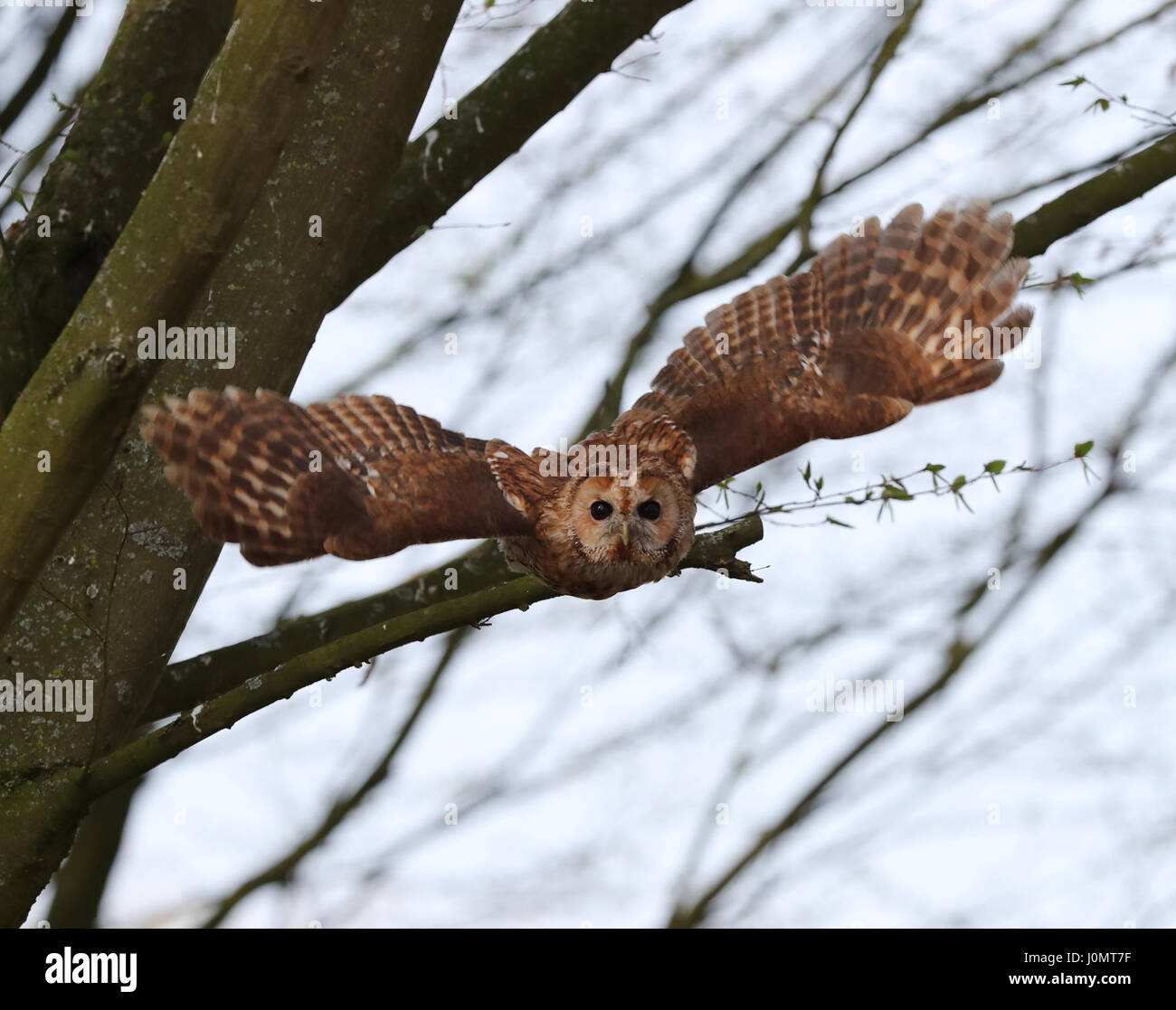 Close up of a Tawny Owl in flight in woodland Stock Photo - Alamy