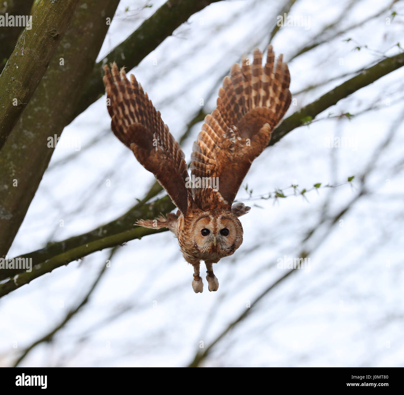 Tawny owl in flight hi-res stock photography and images - Alamy