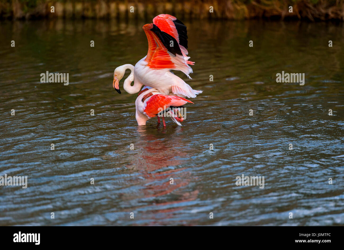 Mating pose hi-res stock photography and images - Alamy