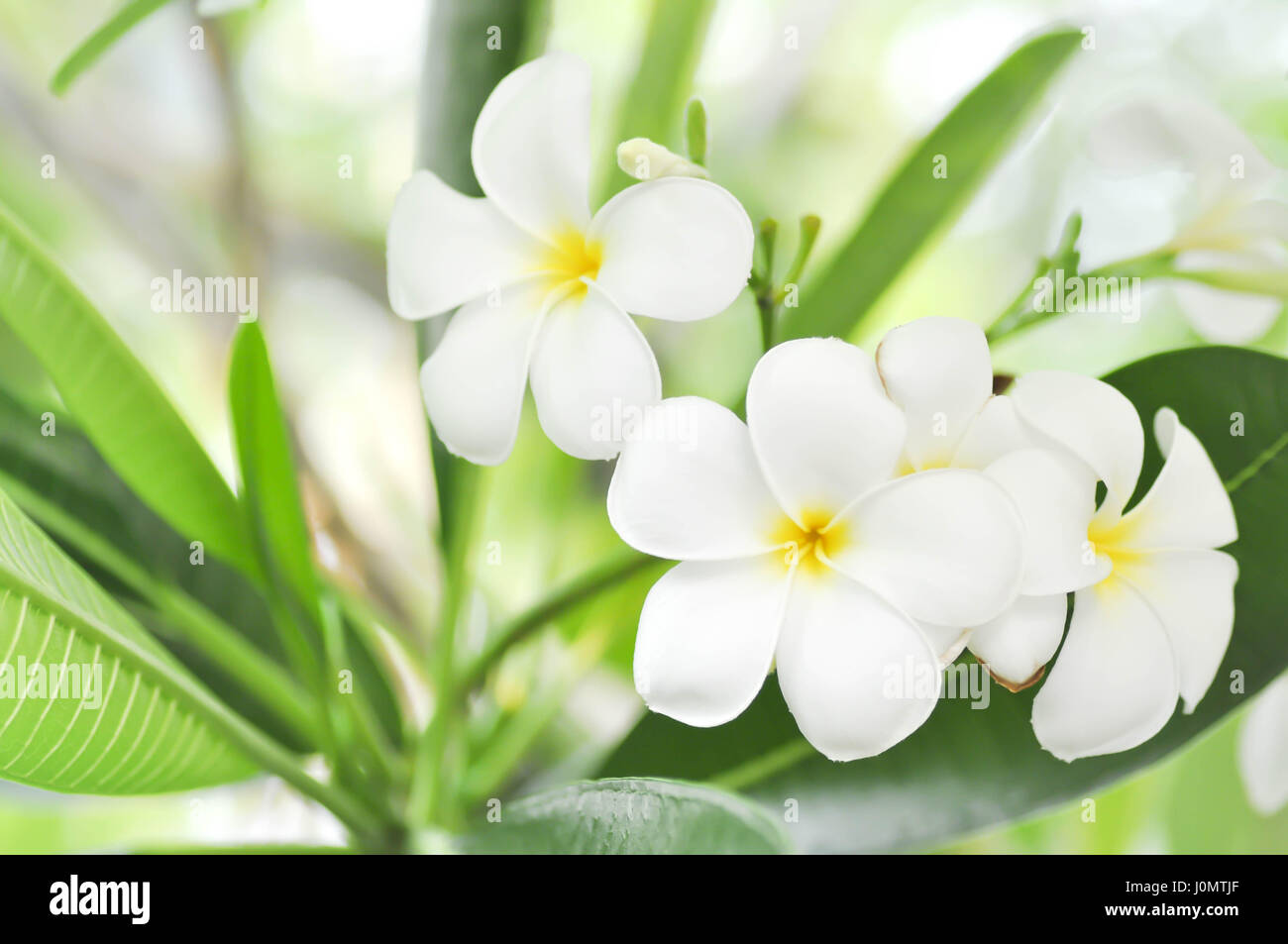 temple tree , pagoda tree , white flower Stock Photo - Alamy