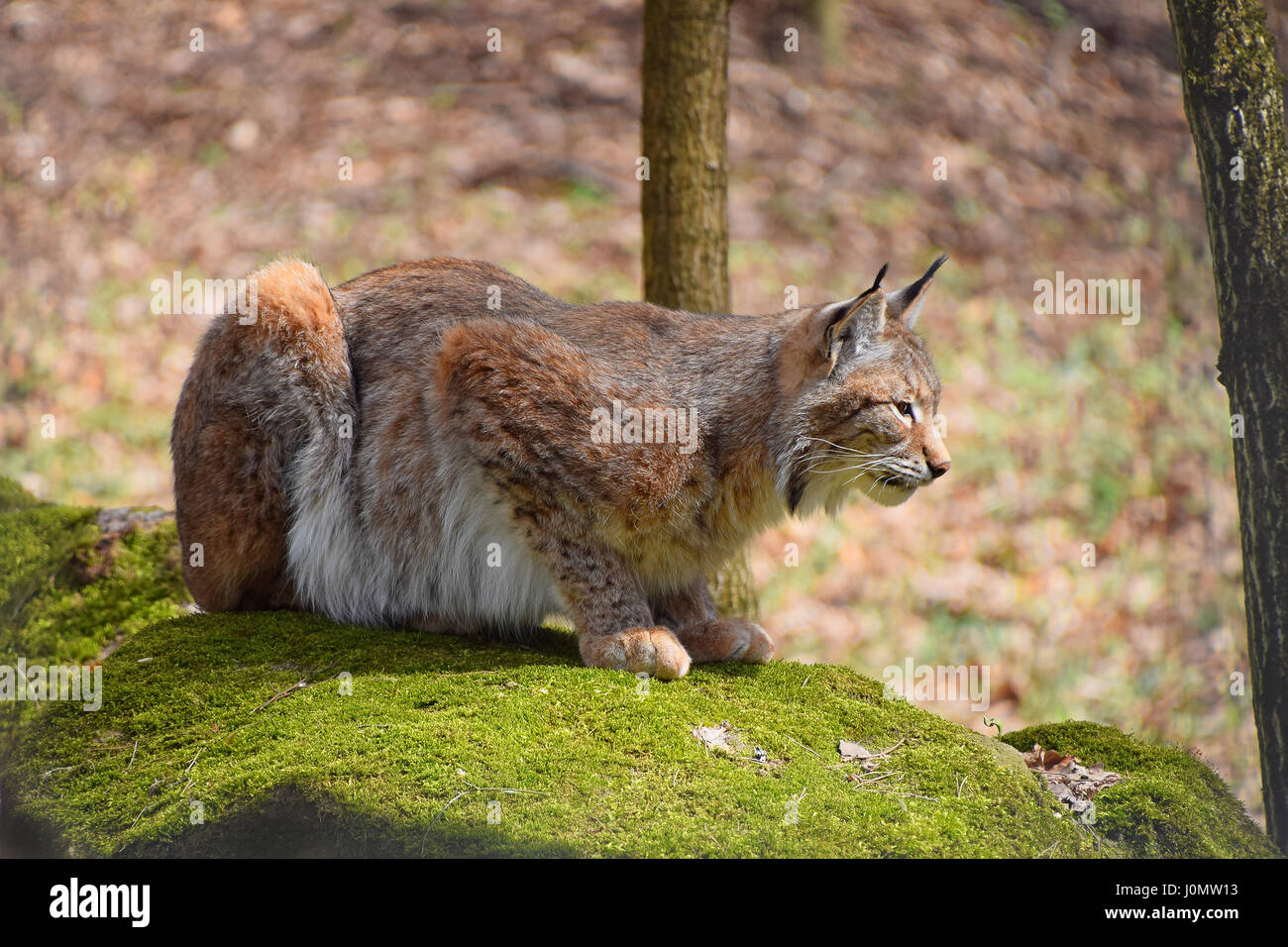 Close up side profile portrait of young Eurasian lynx sitting resting ...