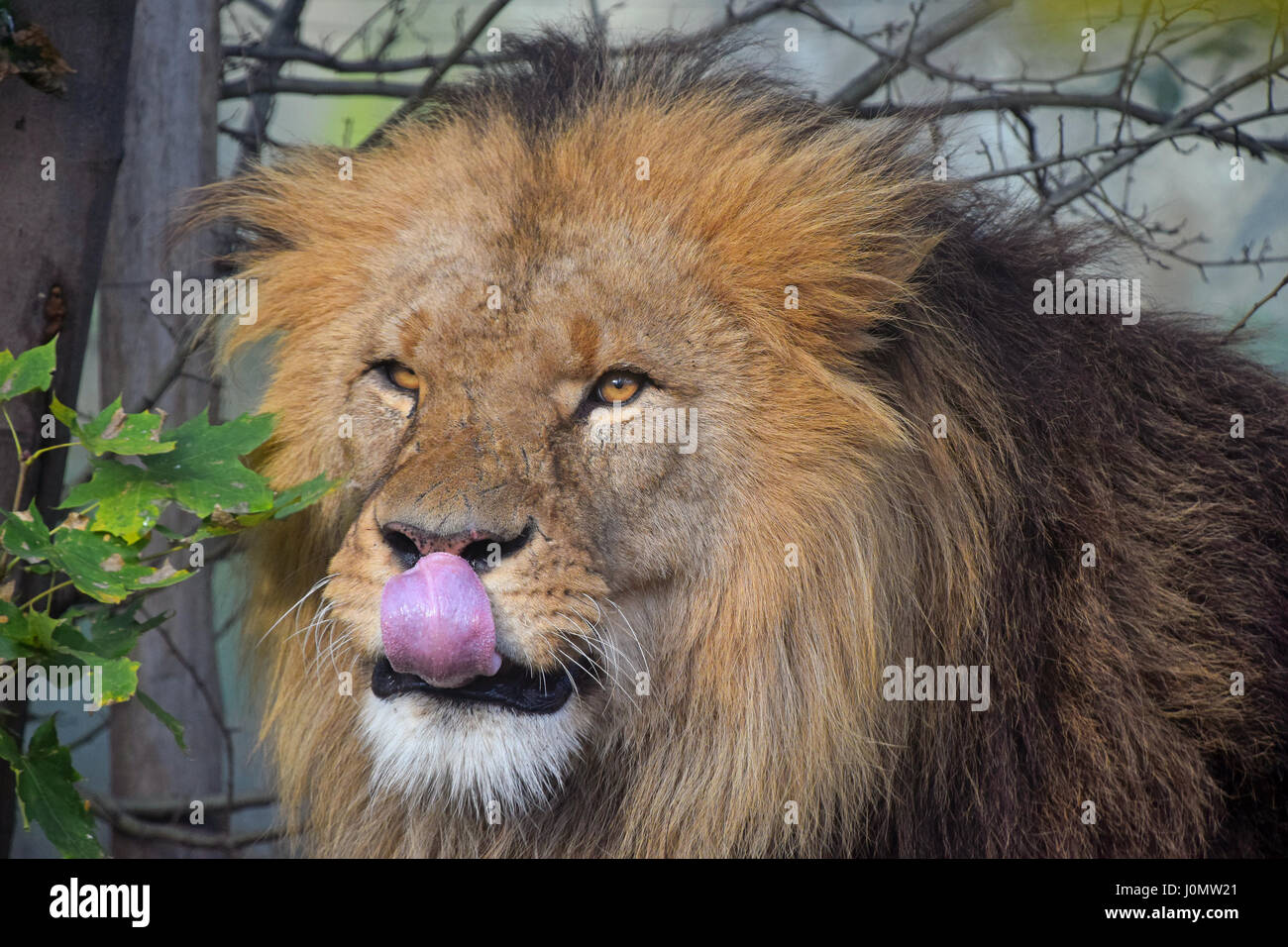 Male african lion licking his face hi-res stock photography and images ...